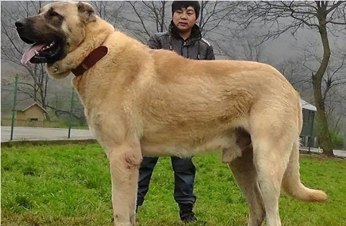Tibetan Mastiff and Kangao Dog, two large beasts, who can win the position of "King of Bulldogs ...