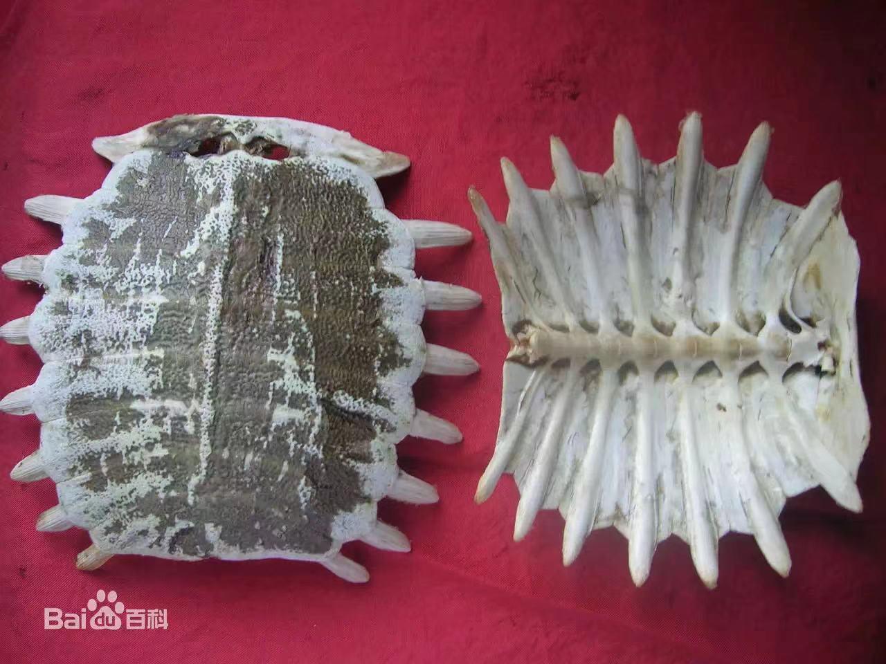 Common anti-cancer traditional Chinese medicine - turtle shell ...