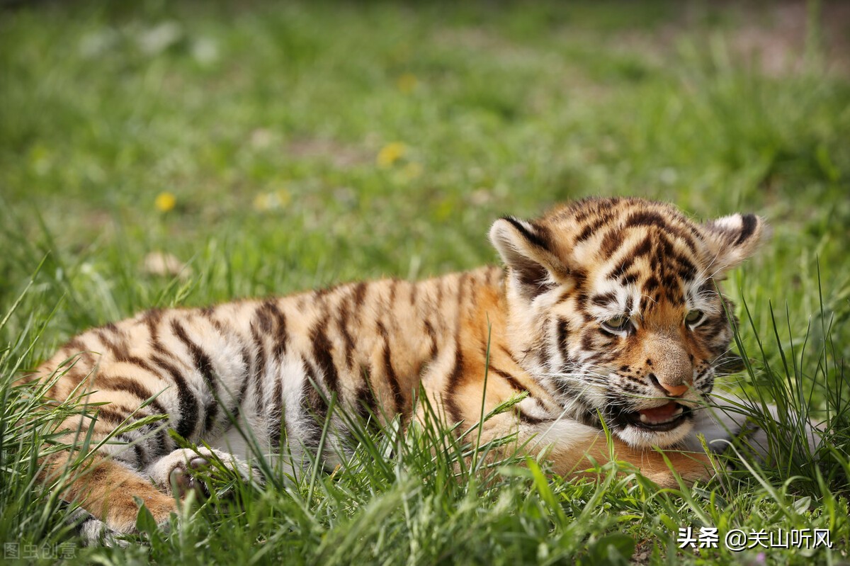 In "Tigers have three sons, there must be a Biao", what is "Biao"?Is ...