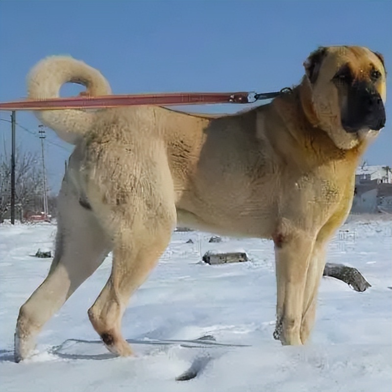 Tibetan Mastiff and Kangao Dog, two large beasts, who can win the ...