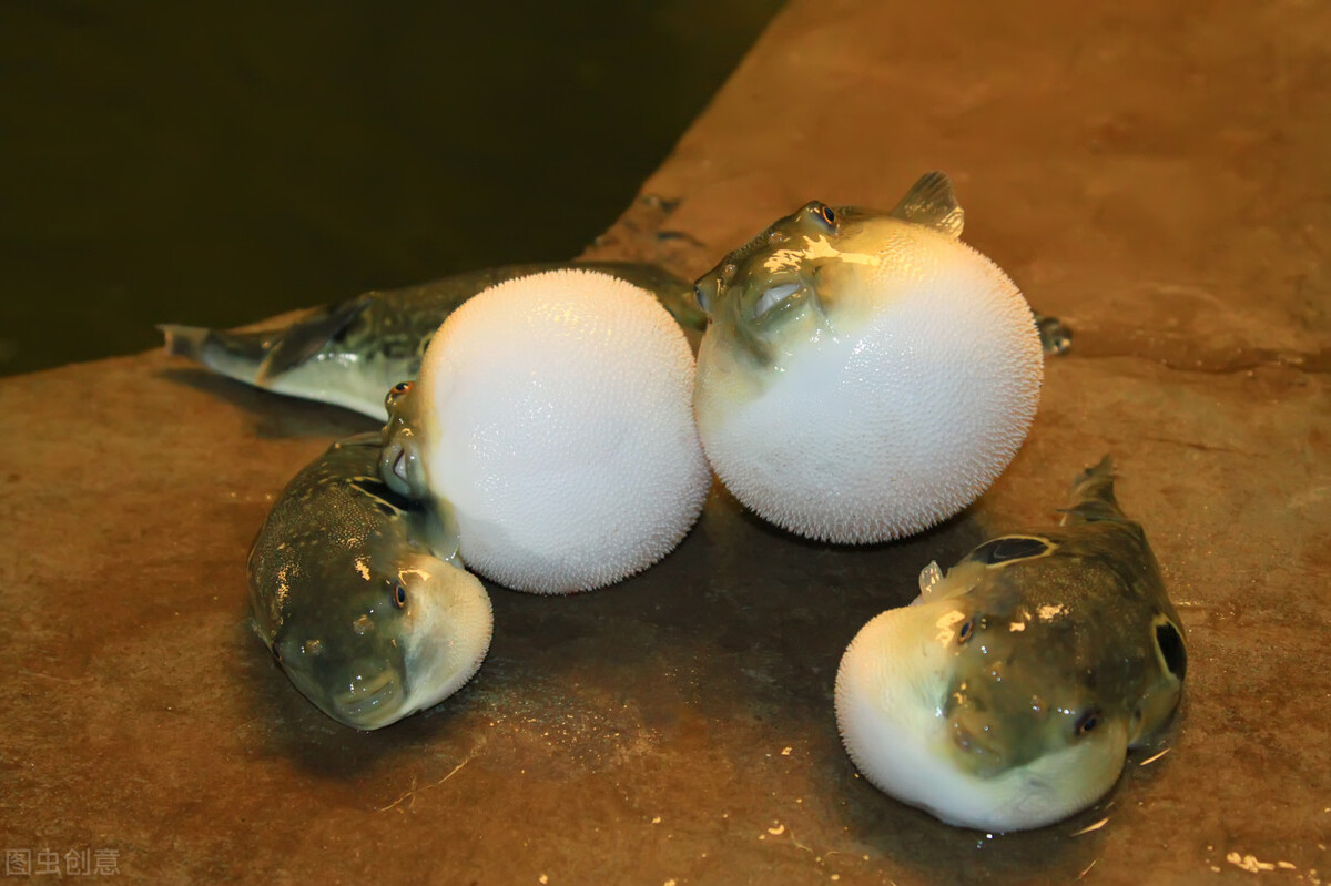 Fugu looks cute and tastes delicious - iNEWS