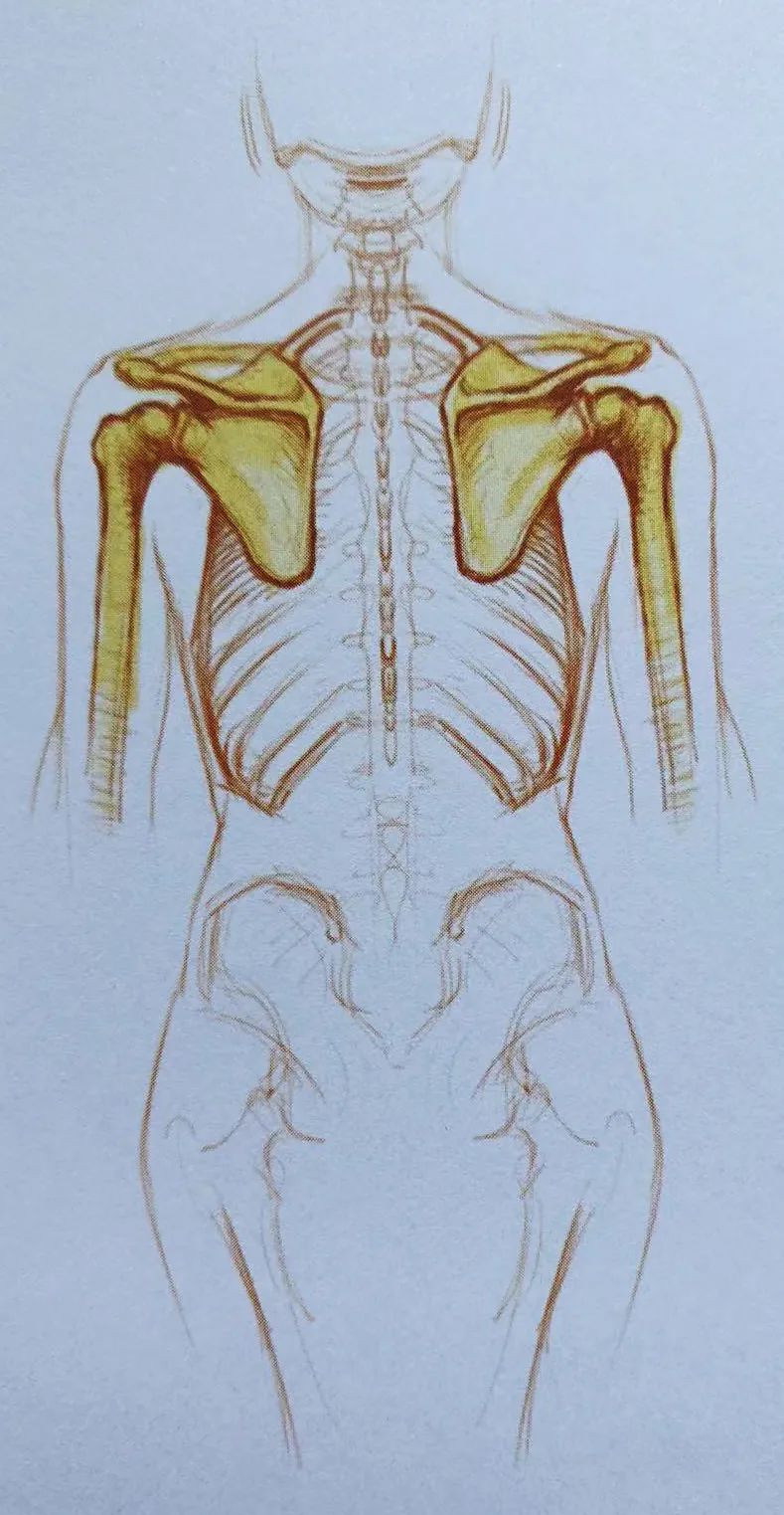 Dynamic Human Structure - Arms and Elbows - iNEWS