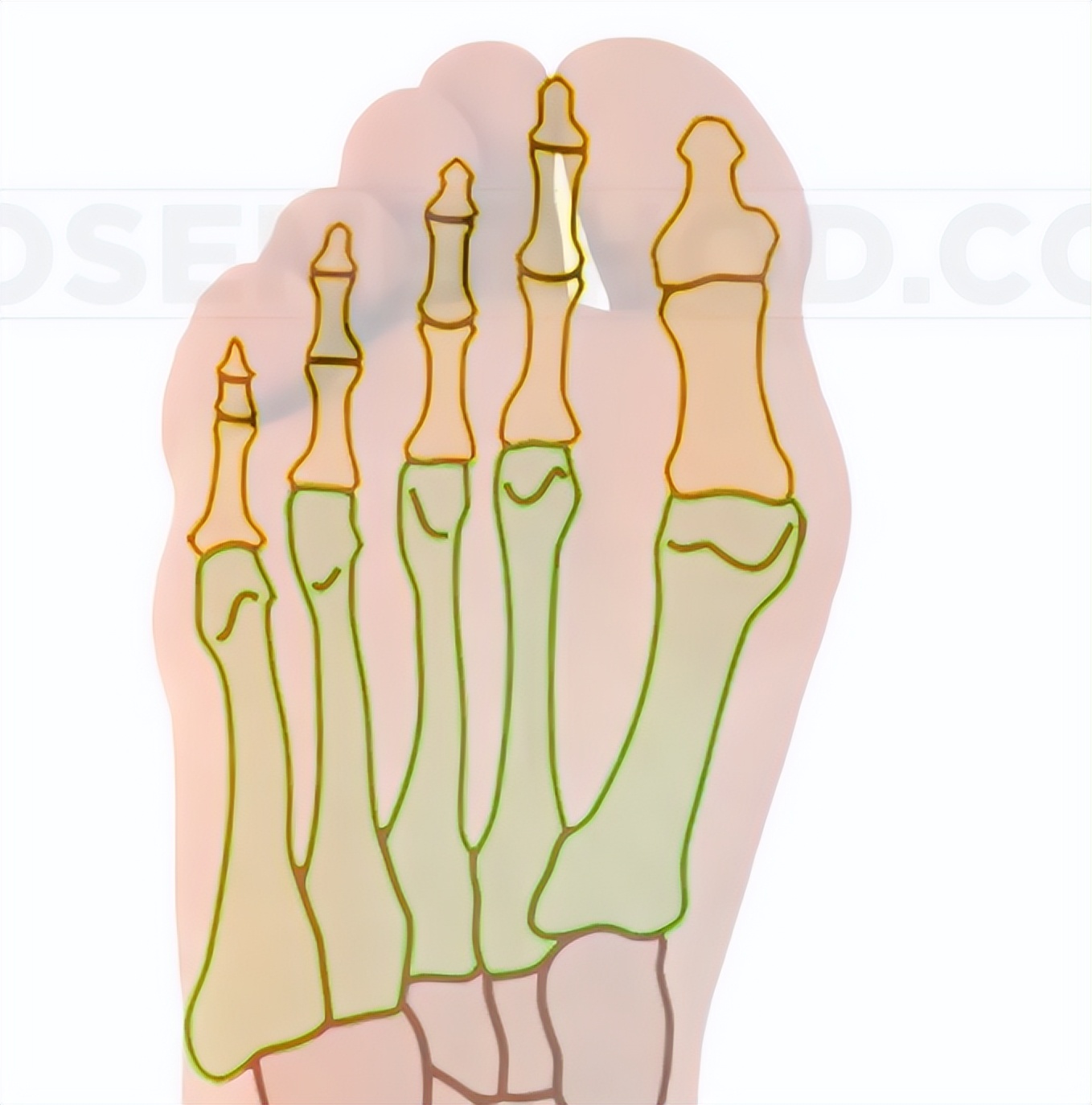 Landing on the forefoot is the best way to land when running - iNEWS