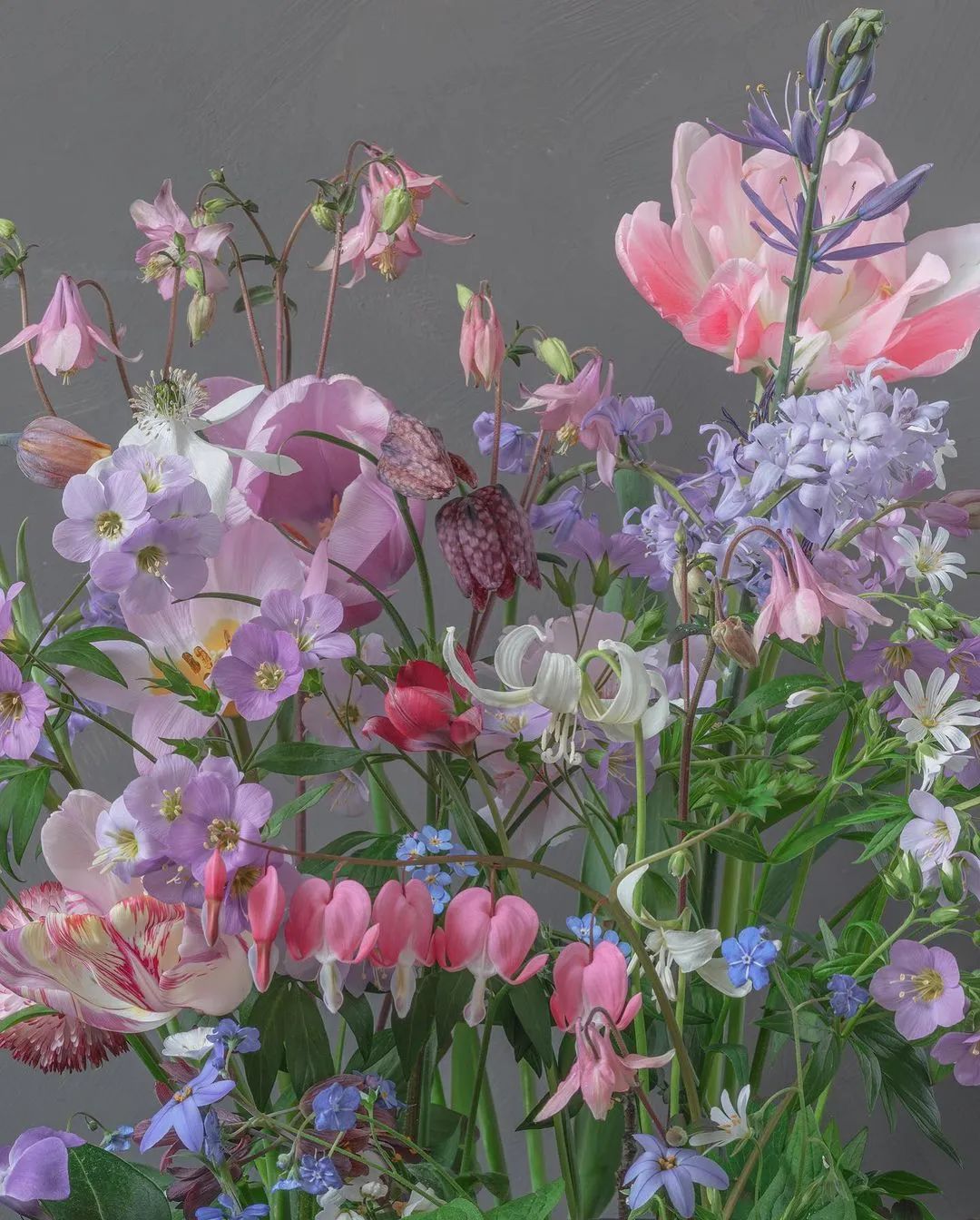 Countless flowers, countless beauty - iNEWS