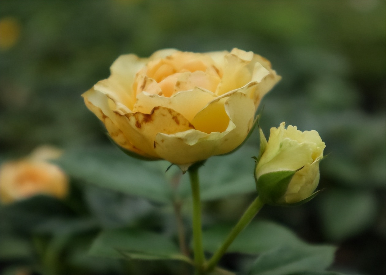 Black rose bud tips are mainly related to these 4 points, and timely ...