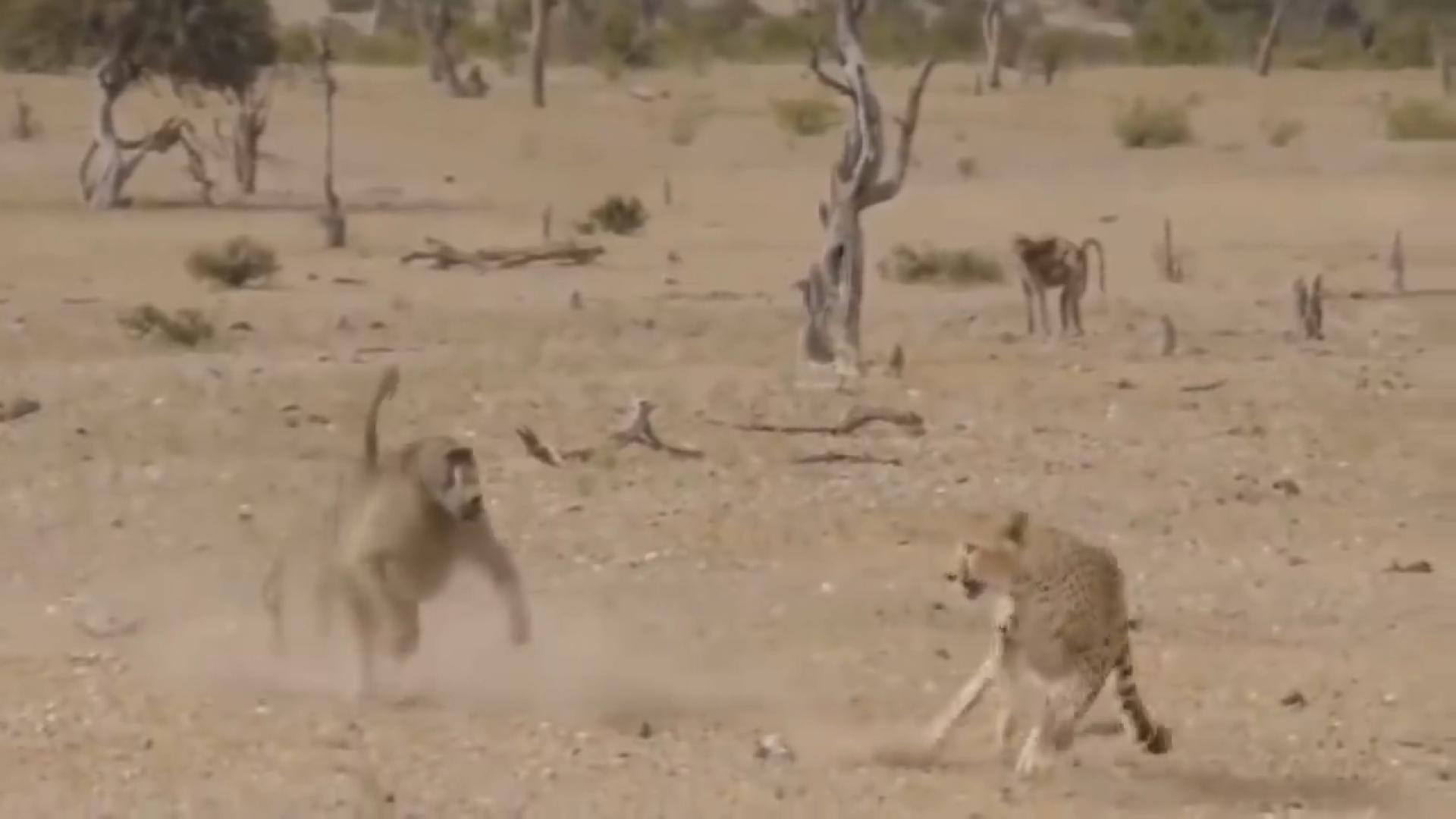 Baboons steal lion cubs, angry lions besiege baboons, why do baboons ...