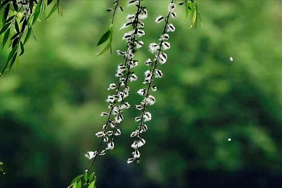 It's the catkin flying season again, 11 most beautiful catkin poems ...