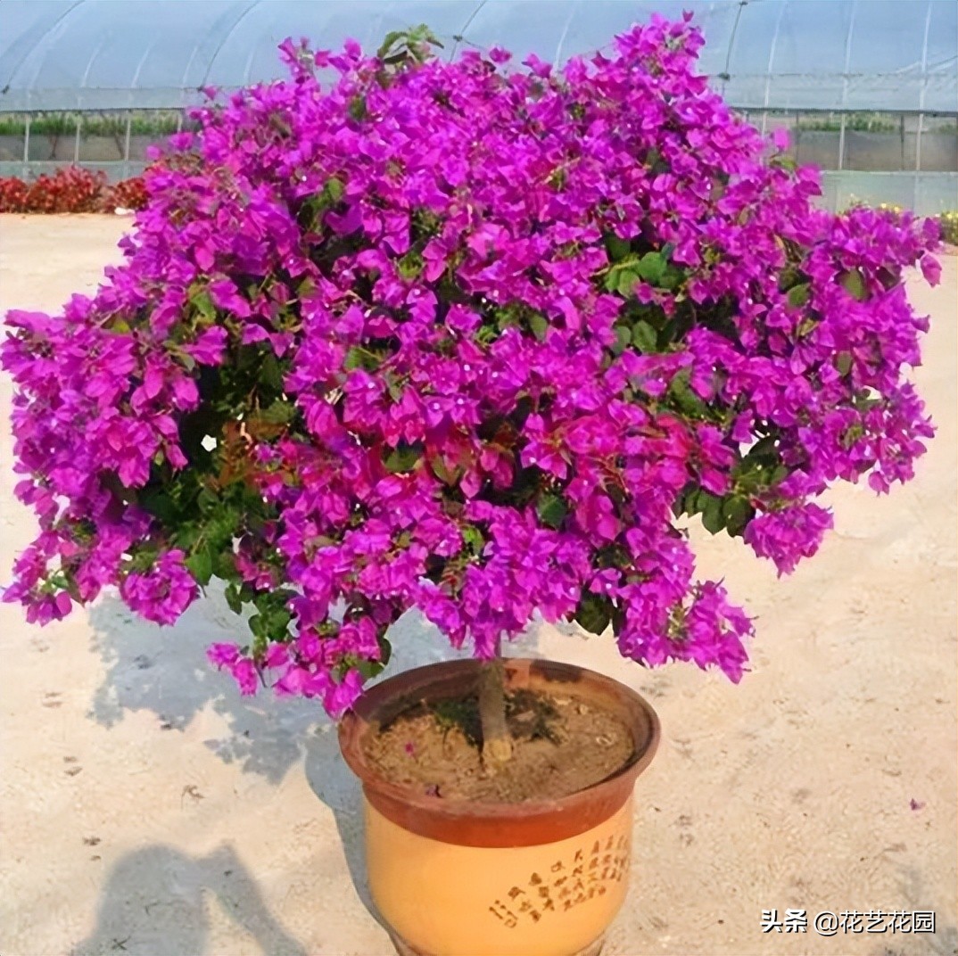 3 kinds of flowers that are always "jealous", "eat 1 catty" every 1 ...