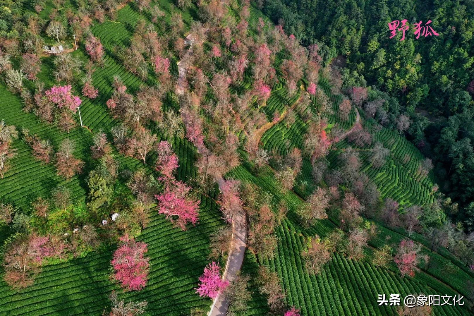 Poetry/Photography Appreciation: "Meeting in the Sakura Valley of ...