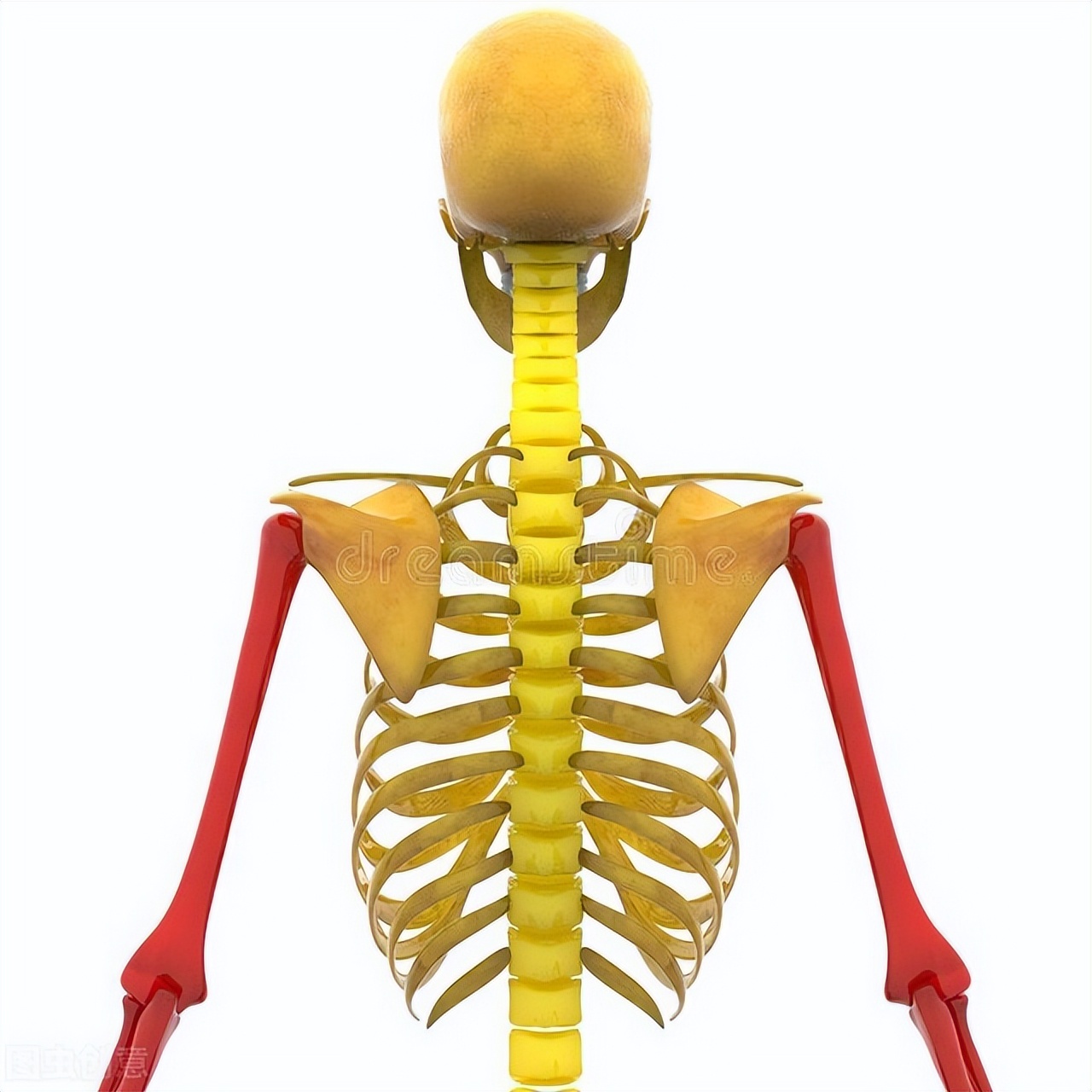 How to adjust the forward movement of the humerus? - iNEWS