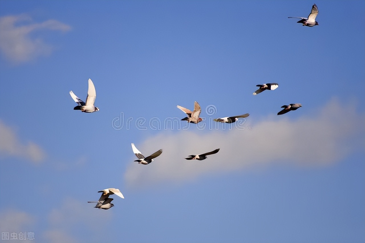 Behind the crazy pigeons is bravery or lack of self-confidence? - iNEWS