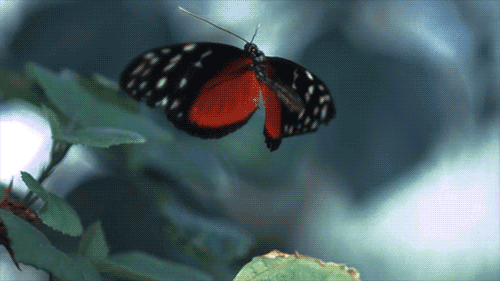 Can a butterfly flap its wings really trigger a typhoon of magnitude 12 ...