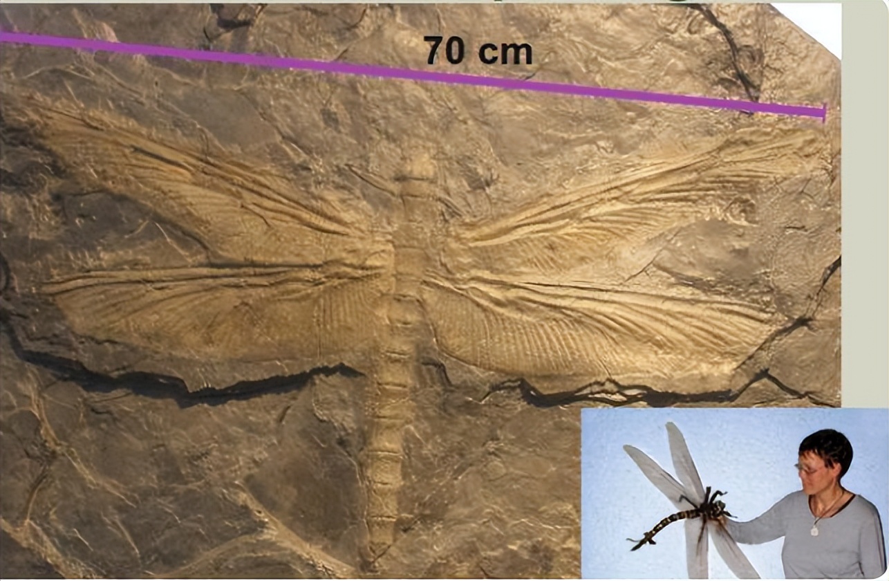 Water Hyde: Ferocious Predator, Alien Prototype, Dragonfly Larvae - iNEWS