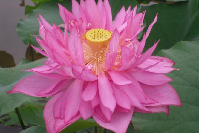 30 beautiful lotus poems, let the poetic lotus bring you the beauty of ...