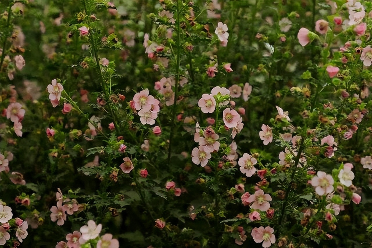 The more you raise, the more "addictive" 4 kinds of flowers are - iNEWS