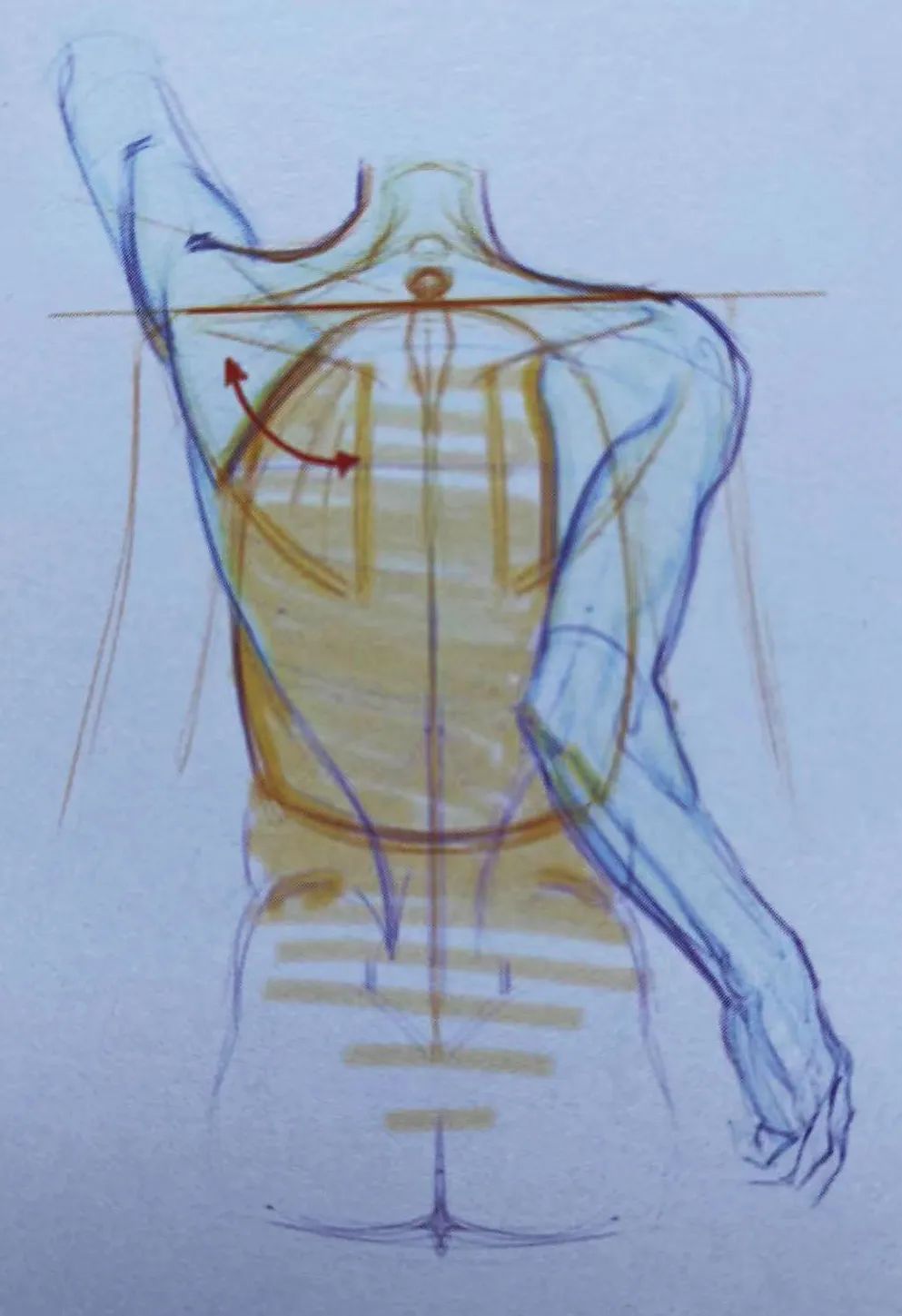 Dynamic Human Structure - Arms and Elbows - iNEWS