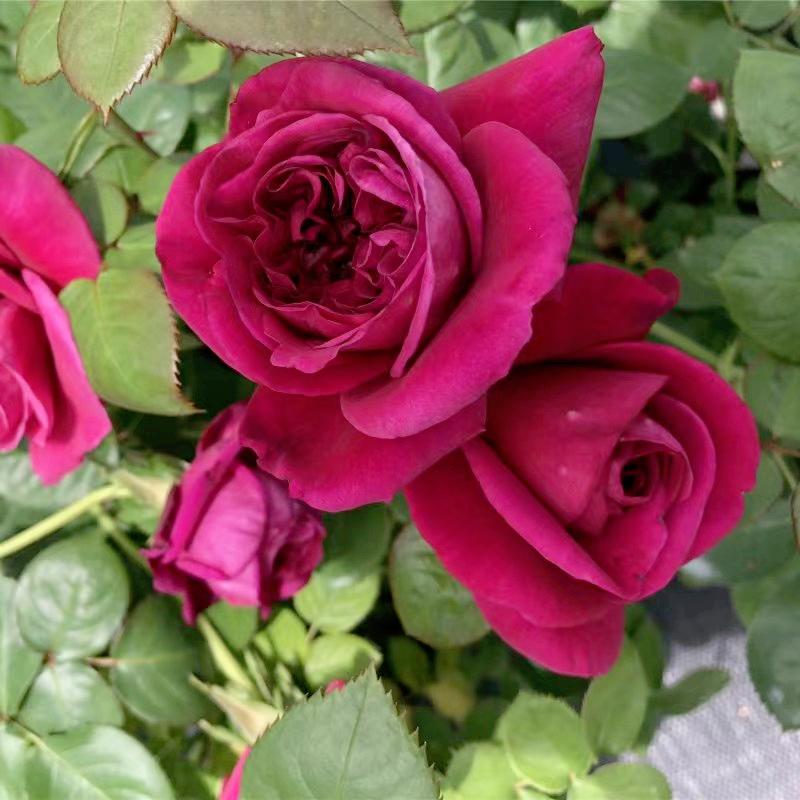 Gorgeous flowers, red wine fragrance, adaptability, strong disease ...