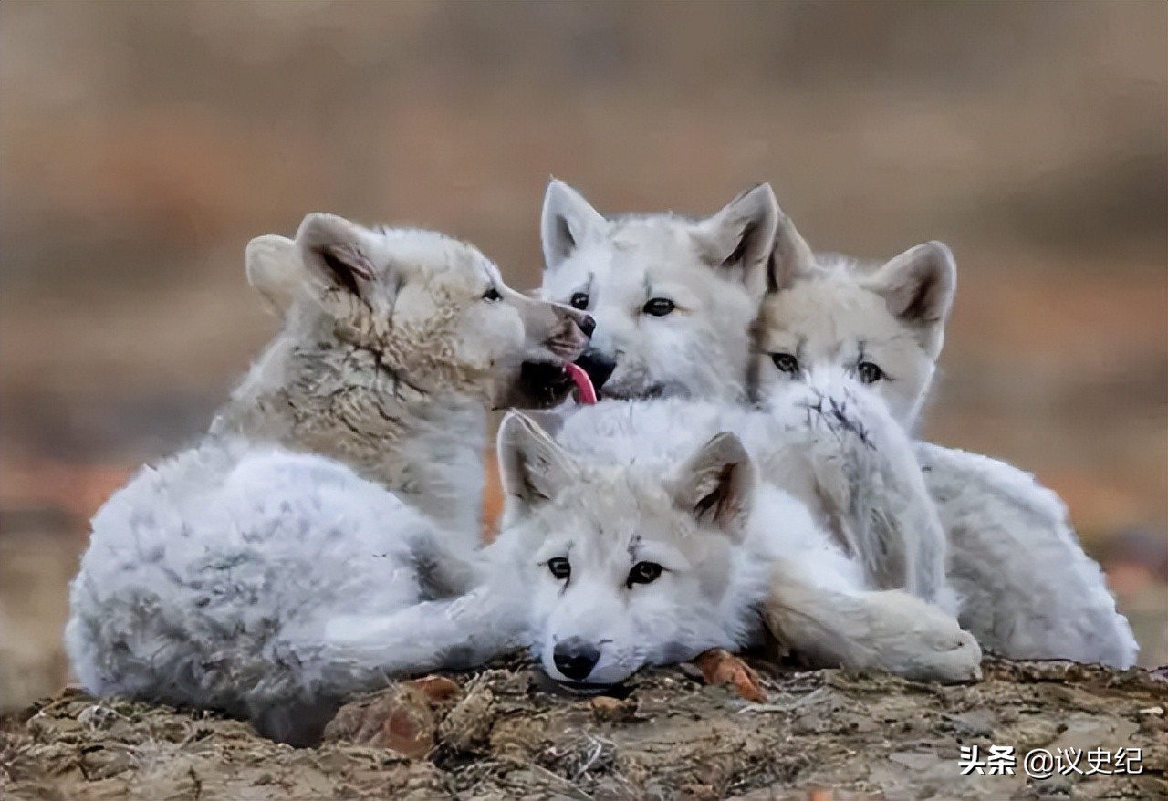 The frontier warriors saved a litter of wolf cubs. The wolves repaid ...